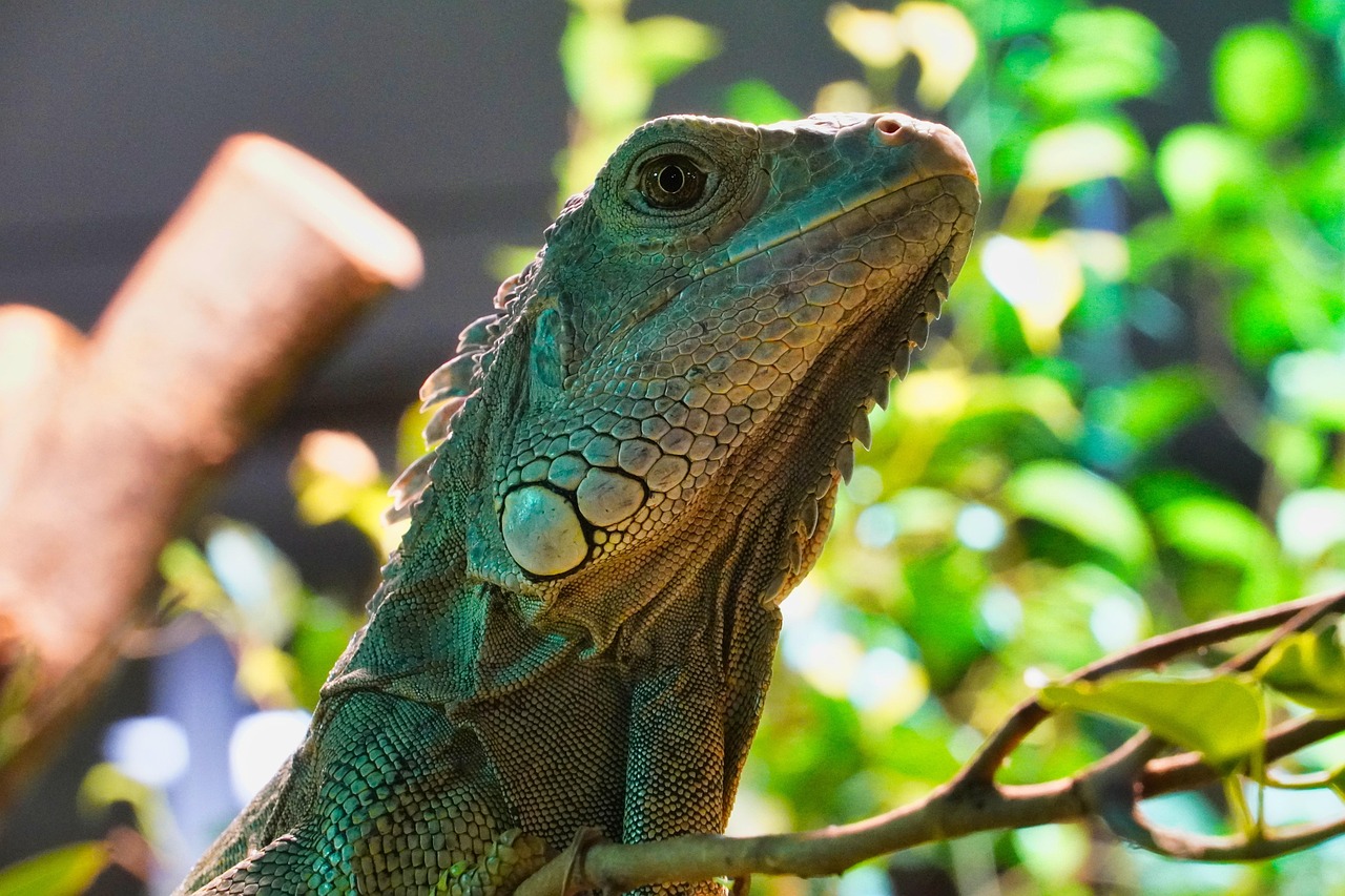 Grüner Leguan Reptil - Kostenloses Foto auf Pixabay - Pixabay