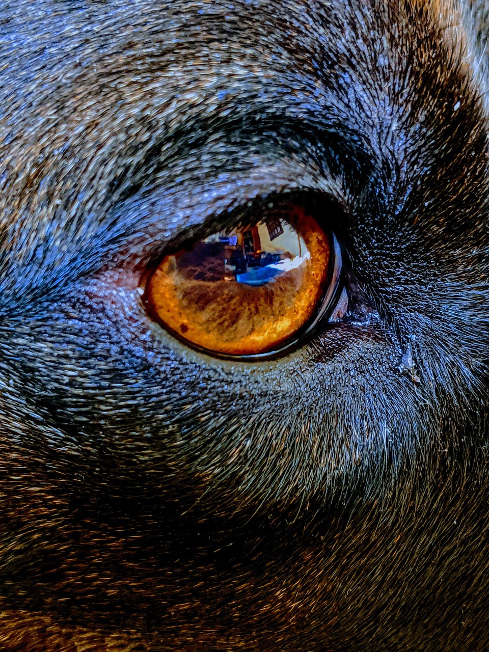 30,000+ Free Dog Eyes & Dog Images - Pixabay
