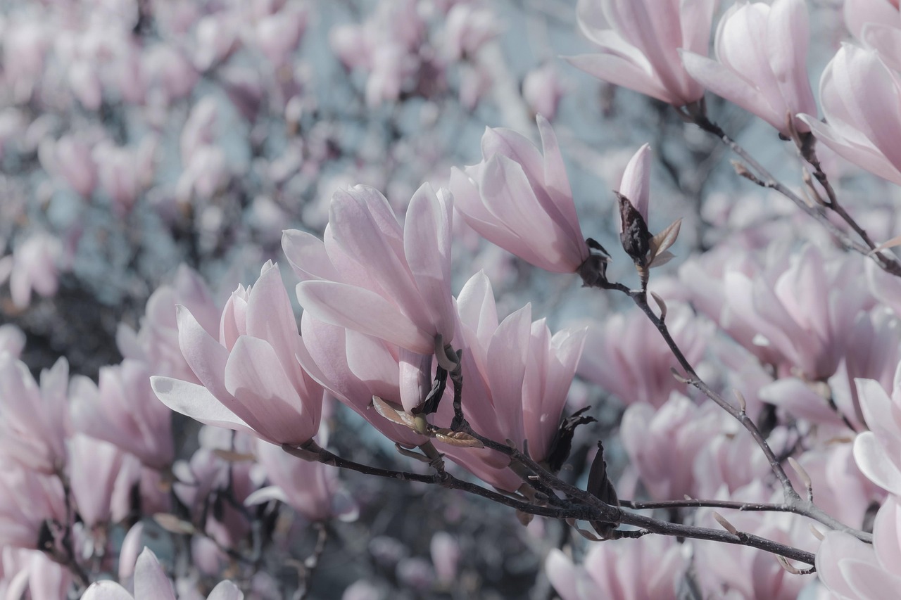 2,000+ Free Magnolia Flower & Magnolia Images - Pixabay