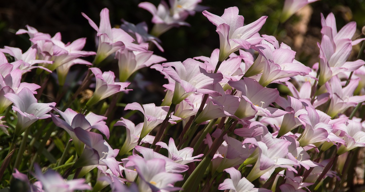 Bunga Lili Hujan Zephyranthes - Foto gratis di Pixabay - Pixabay