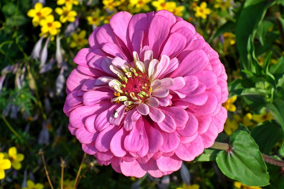 Zinnia Fleur Jardin - Photo gratuite sur Pixabay - Pixabay