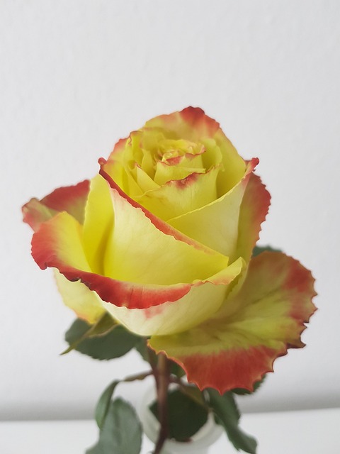 Ruusu Kasveja - Ilmainen valokuva Pixabayssa - Pixabay