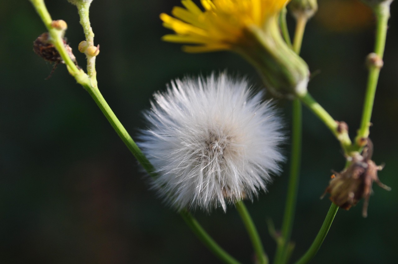 Flower Dandelion Fluffy - Бесплатное фото на Pixabay - Pixabay
