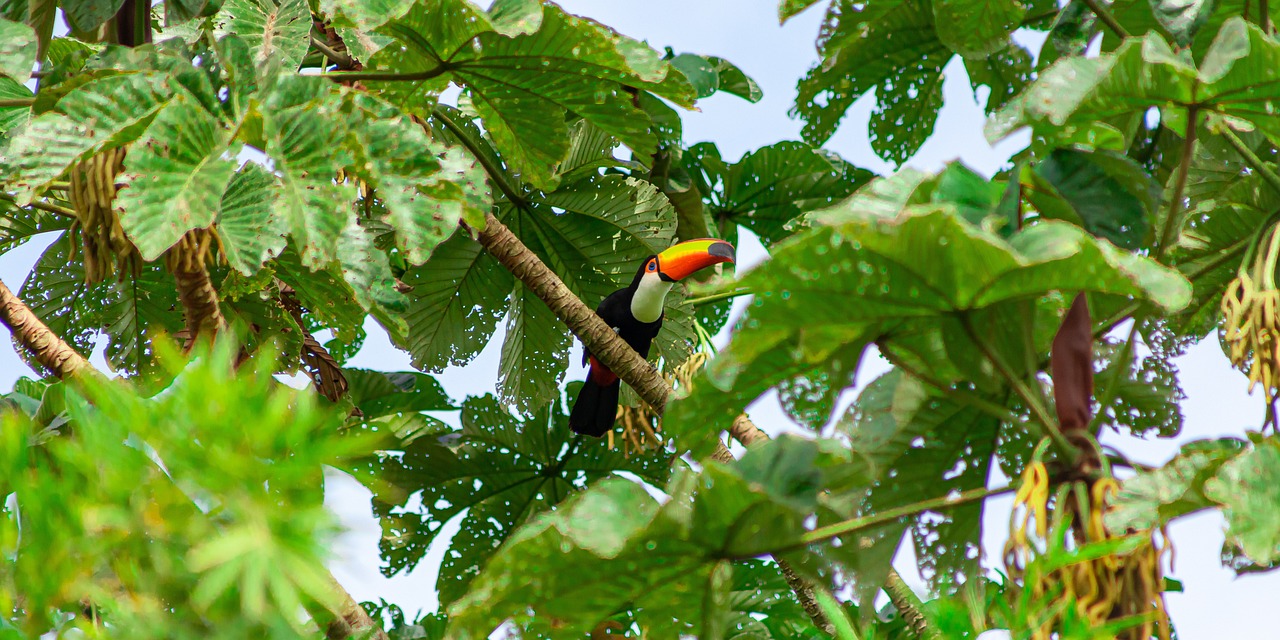 2.000 + Toco Tucano e Tucano immagini gratis - Pixabay
