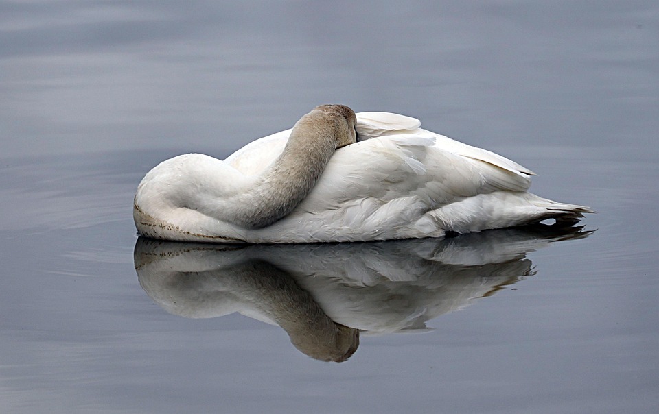 Schwan Meer Wasser - Kostenloses Foto auf Pixabay - Pixabay