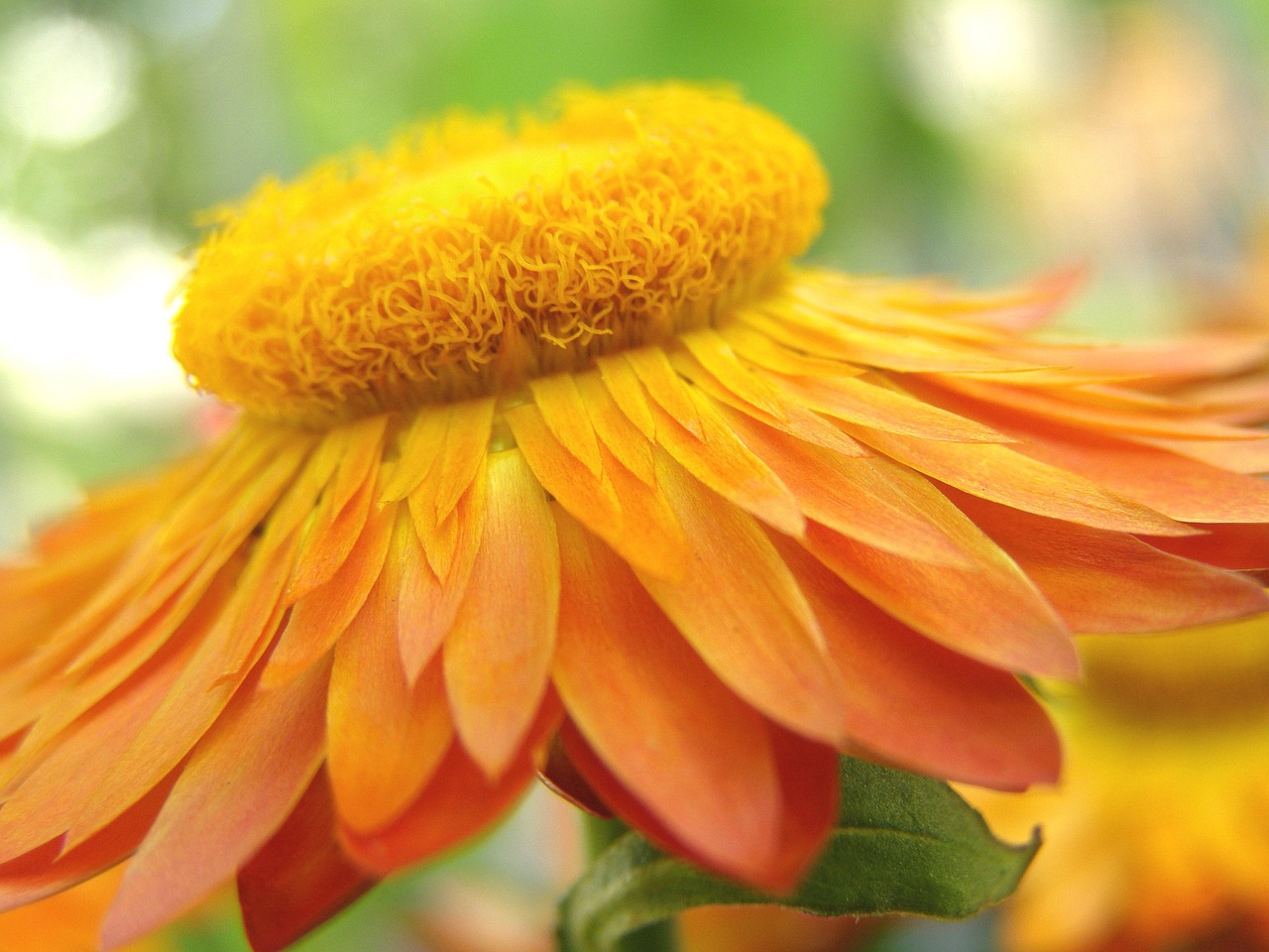 Flor Primavera Jardim - Foto gratuita no Pixabay - Pixabay