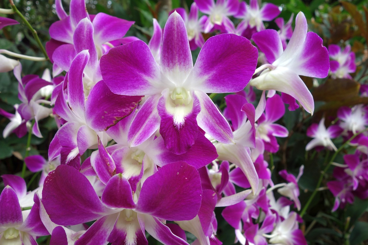 Orchid Orchidea Flower - Free photo on Pixabay - Pixabay
