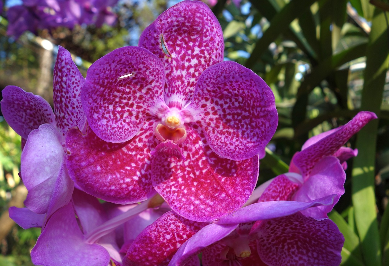 Mais de 100 imagens grátis de Spálená Orchidea e Flor - Pixabay