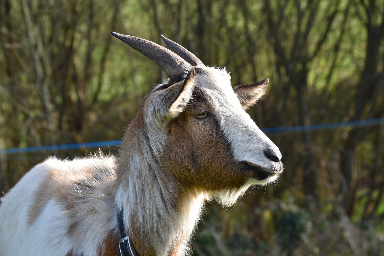 10,000+ Free Baby Goat & Goat Images - Pixabay