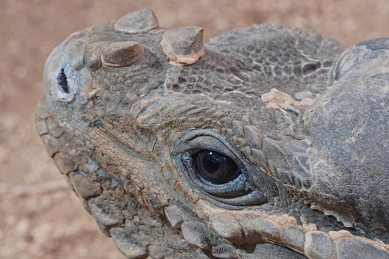 Rhino Iguana Wildlife - Free photo on Pixabay - Pixabay