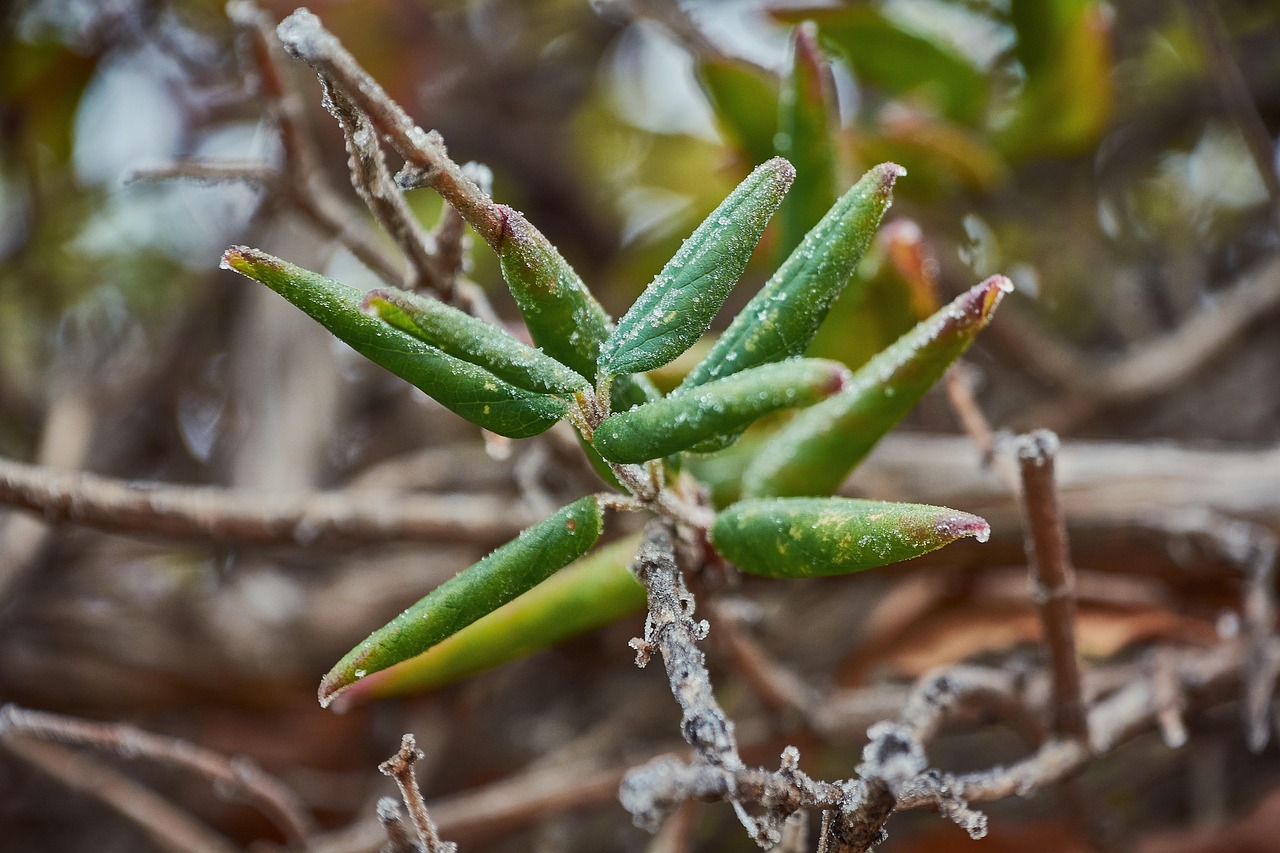 Buds Ice Cream Yard Winter - Free photo on Pixabay