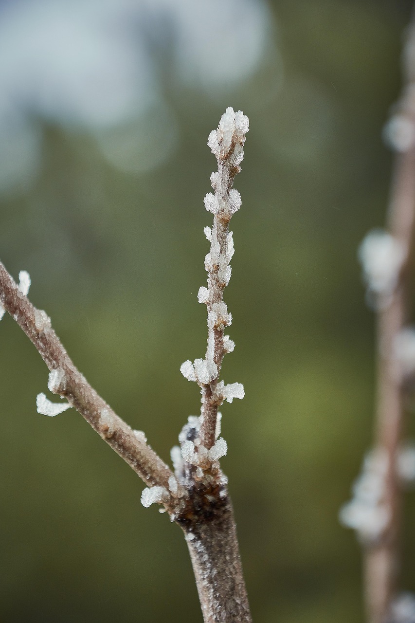 Buds Ice Cream Yard Winter - Free photo on Pixabay