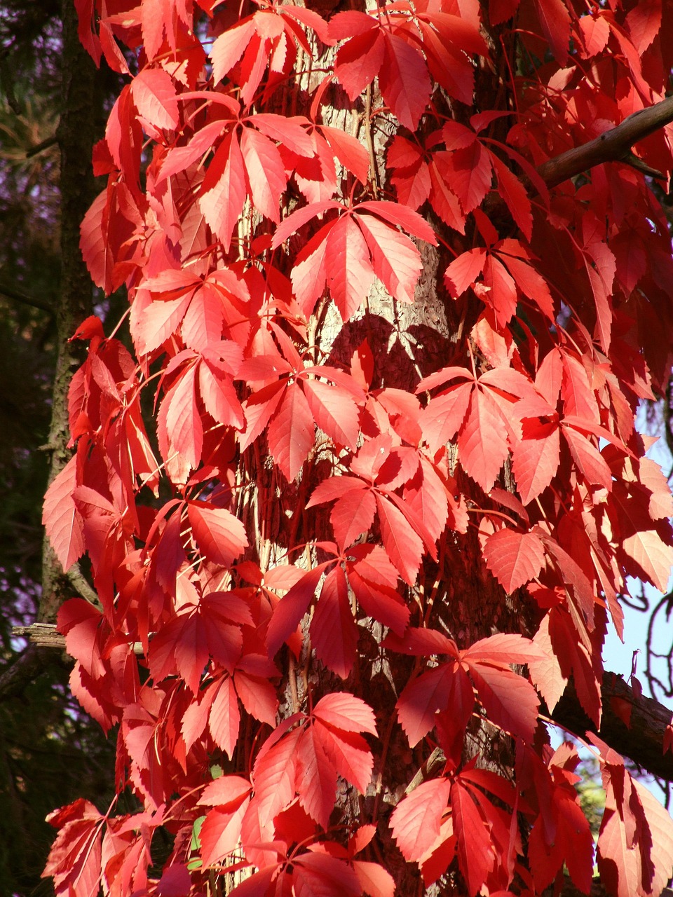 Wilde Trauben Herbst Rot - Kostenloses Foto auf Pixabay - Pixabay