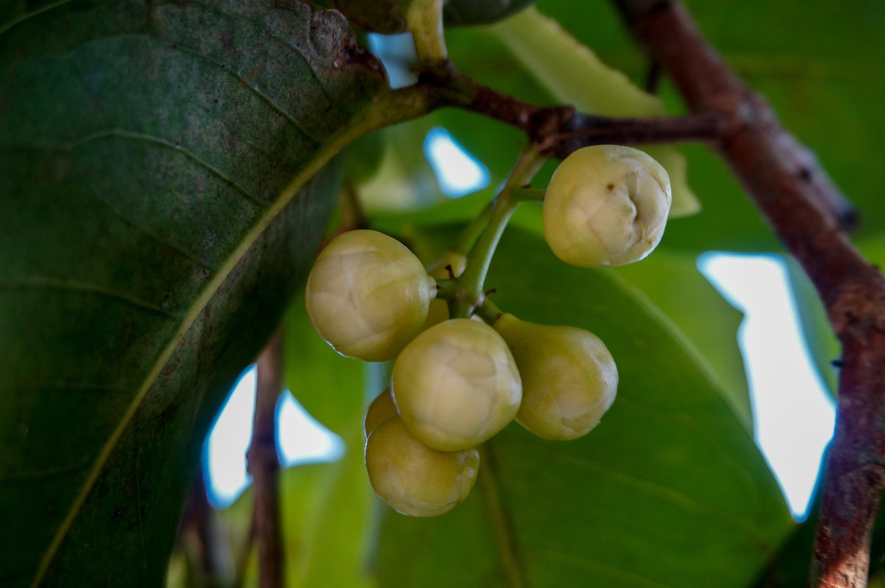 Frutas Árbol Planta - Foto gratis en Pixabay - Pixabay