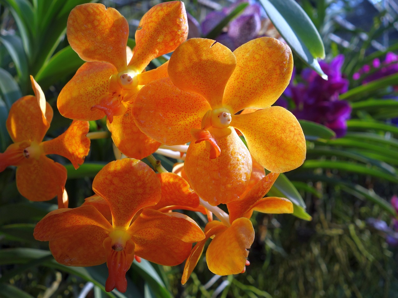 Más de 500 fotos de Király Pók Orchidea y Póker gratis - Pixabay