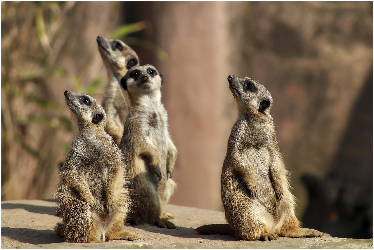 1,000+ Free Meerkat & Nature Images - Pixabay