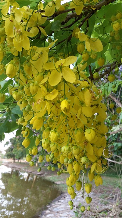 Golden Shower Flower Yellow - Free photo on Pixabay - Pixabay