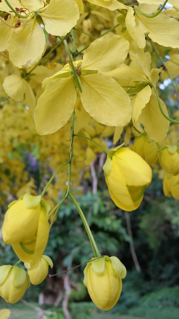 Golden Shower Flower Yellow - Free photo on Pixabay - Pixabay