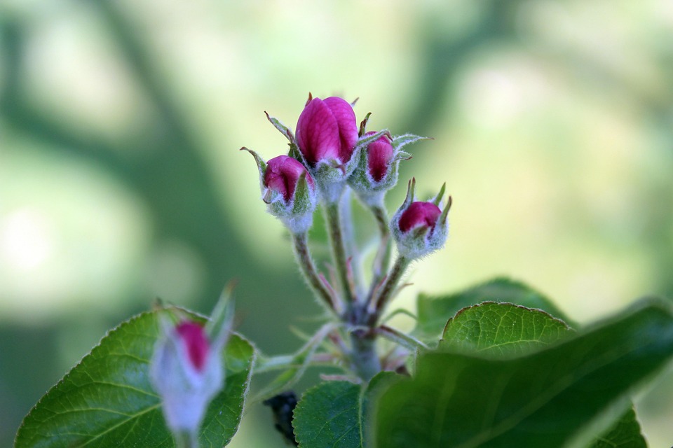 Fleur De Pommier Bourgeon Pomme Le - Photo gratuite sur Pixabay - Pixabay