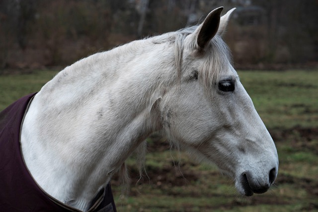 Horse Head Pasture Page - Free photo on Pixabay