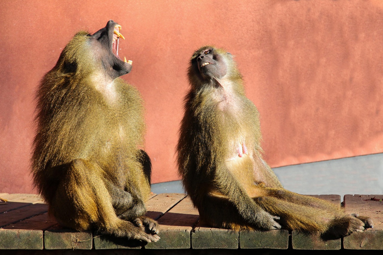 500+ Free Babon & Baboon Images - Pixabay