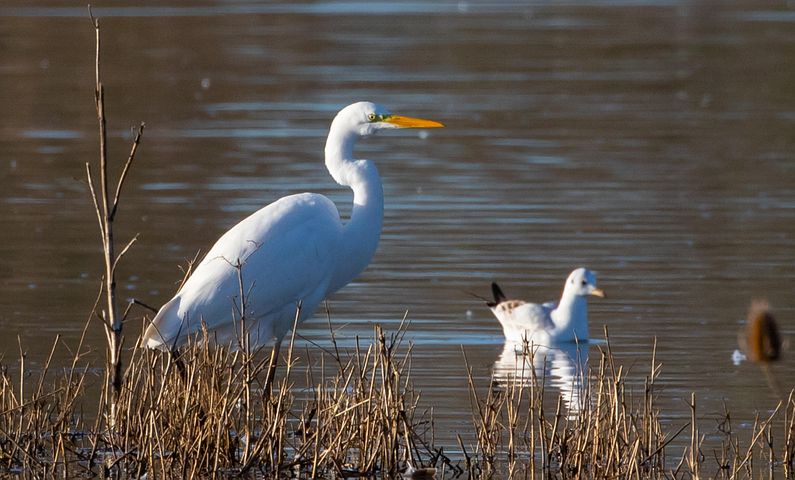 100+ Free Great Egret & Bird Images - Pixabay