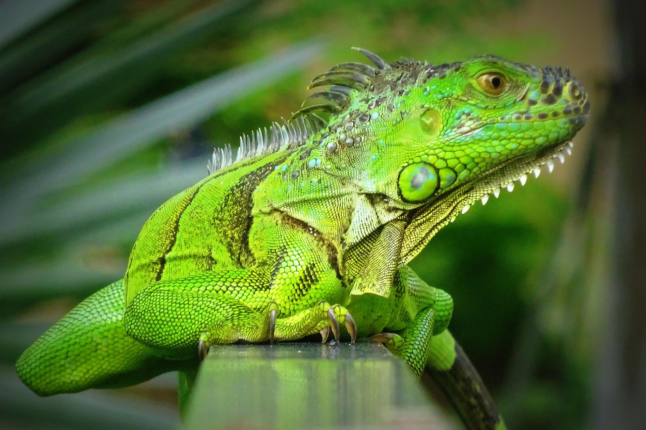 10,000+ Free Florida Flag & Florida Images - Pixabay