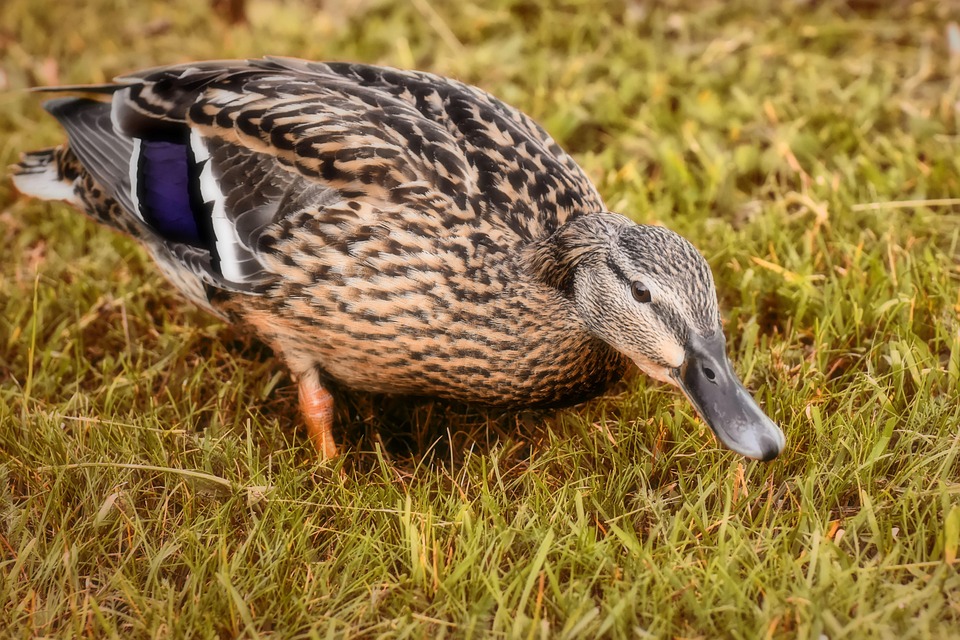 Mallard Poultry Bird Water - Free photo on Pixabay