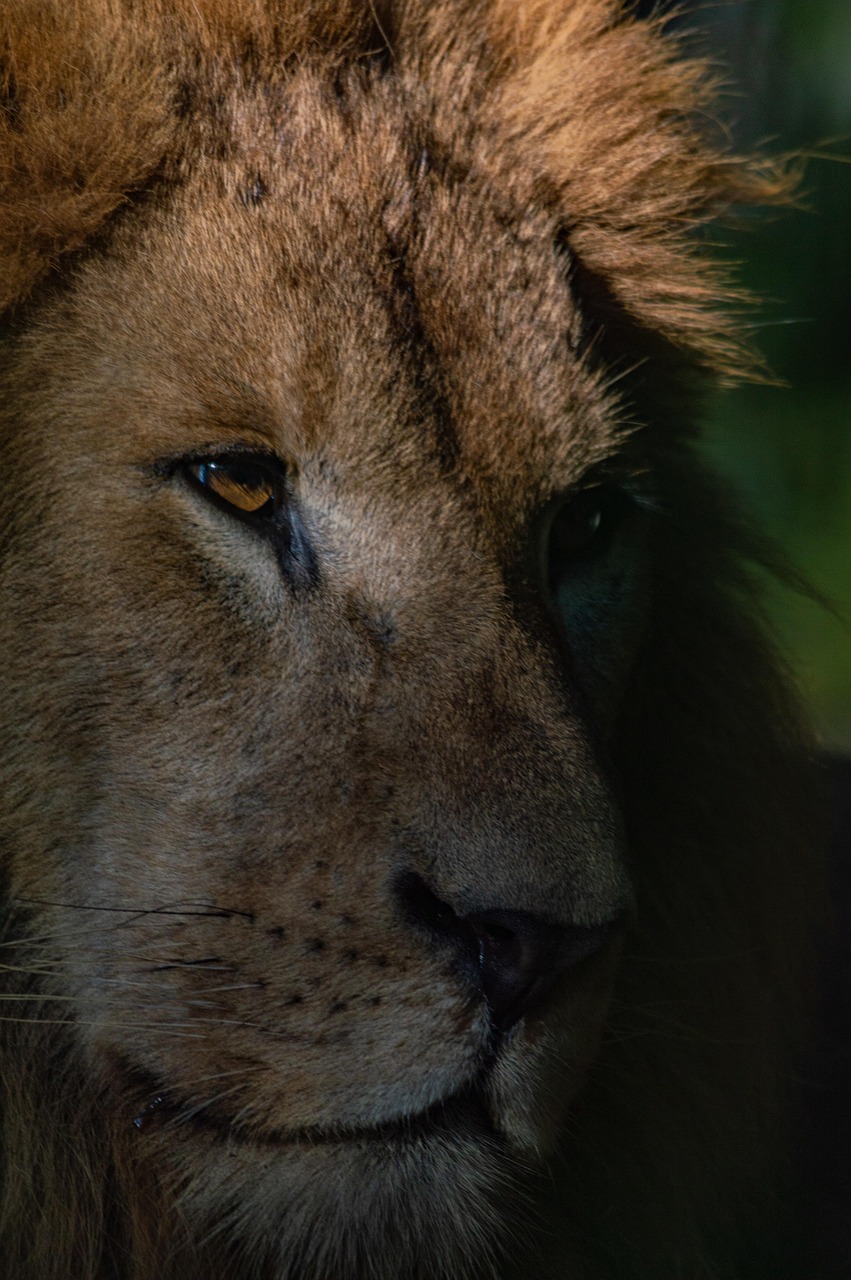 Leão Mamífero Animal Animais - Foto gratuita no Pixabay - Pixabay