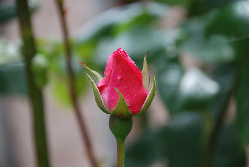 Rose Knospe Irland Rosa - Kostenloses Foto auf Pixabay - Pixabay