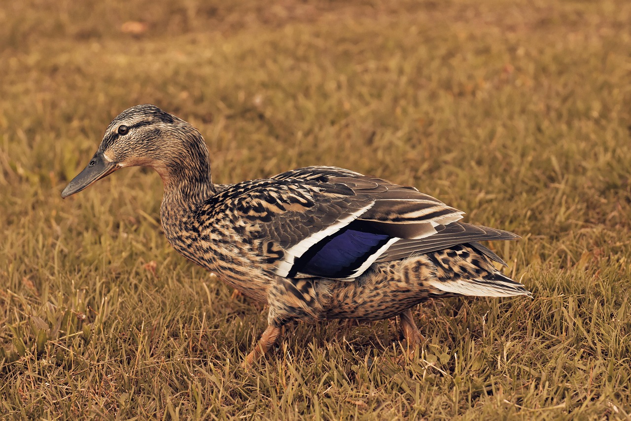 50+ Free Platypus & Animal Images - Pixabay