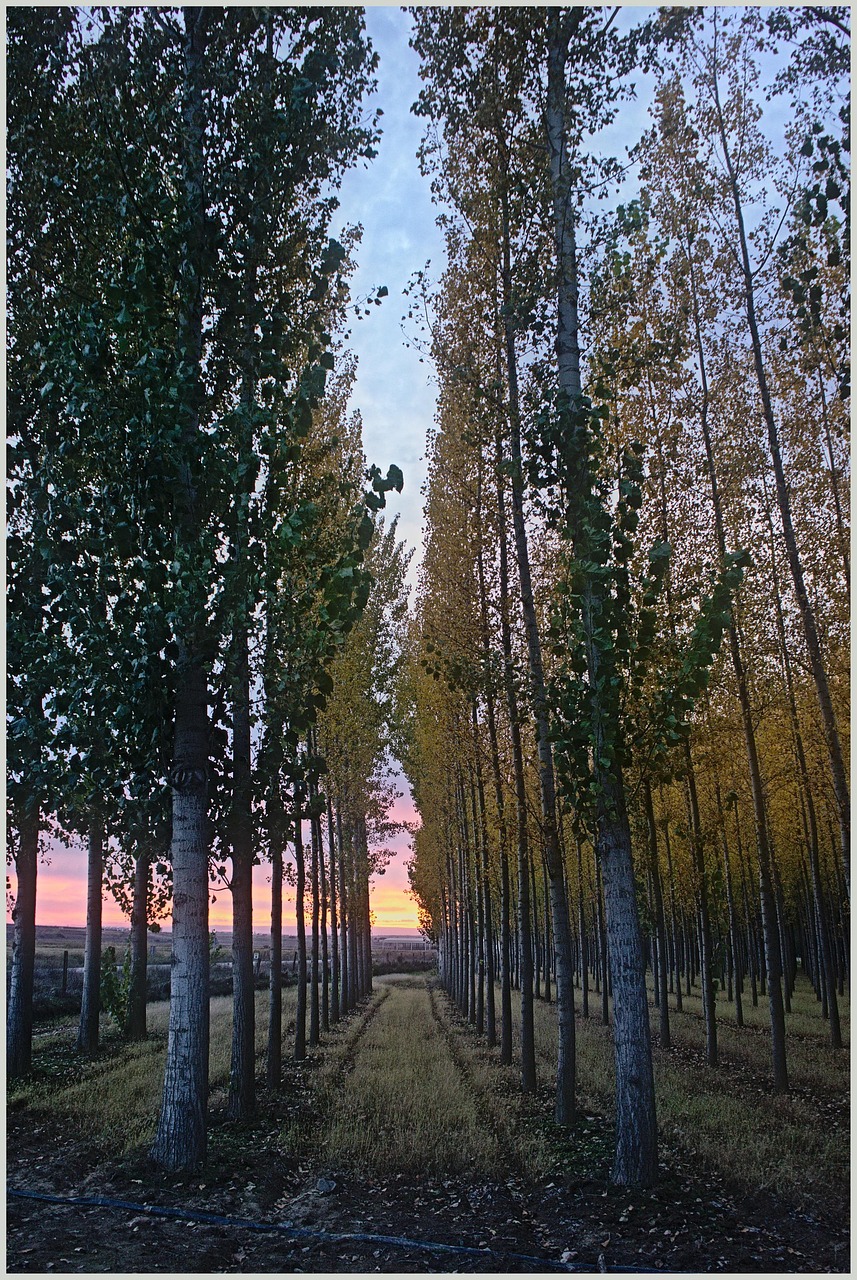Grove Sunset Autumn - Free photo on Pixabay - Pixabay