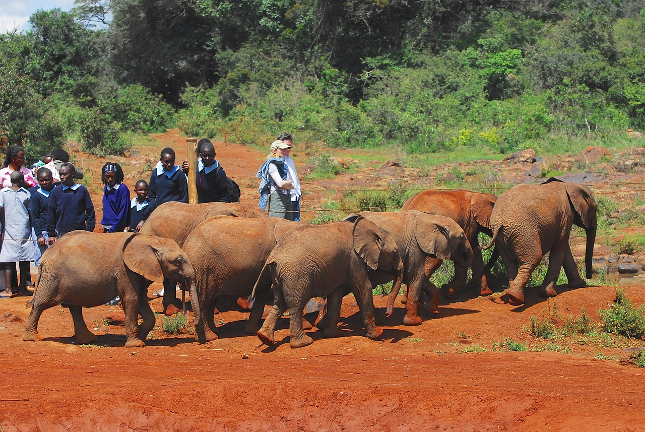 Mais de 40 imagens grátis de Ong e África - Pixabay