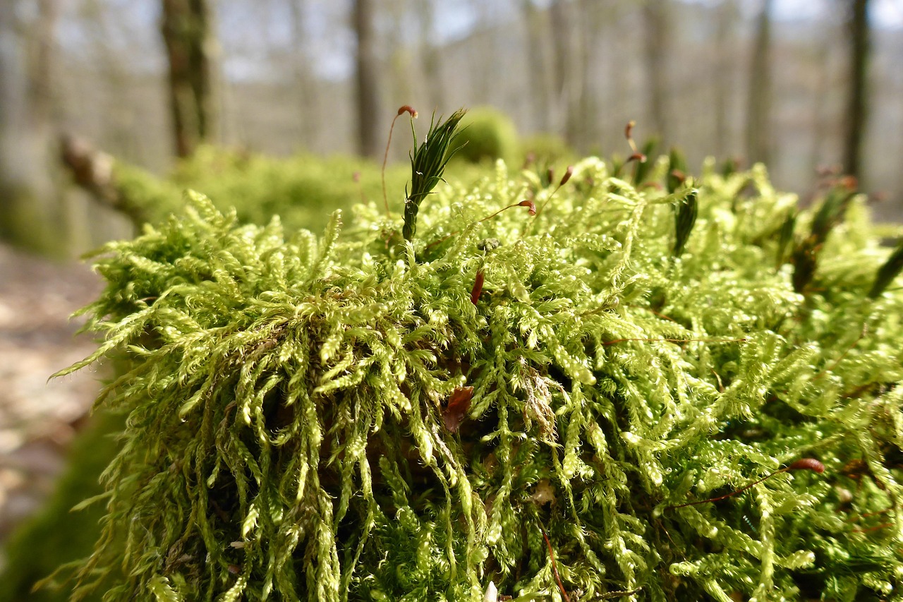 Mousse Forêt La Nature Sol De - Photo gratuite sur Pixabay - Pixabay