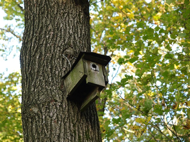 Nichoir Mangeoire Pour Les Oiseaux - Photo gratuite sur Pixabay - Pixabay