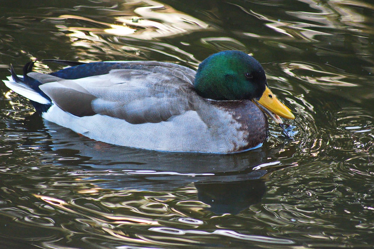 Anadón Pato Linda - Foto gratis en Pixabay - Pixabay