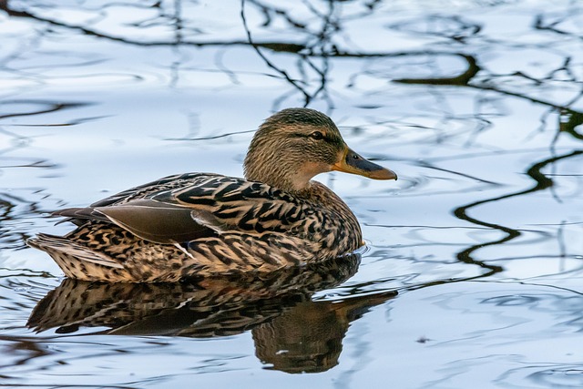 Pato Animal Natureza - Foto gratuita no Pixabay - Pixabay