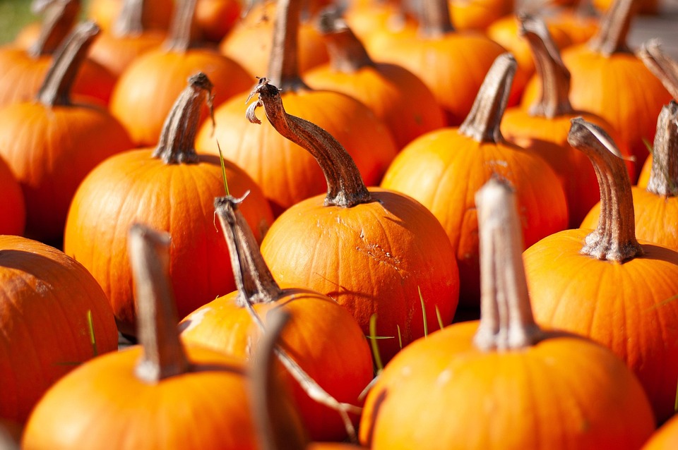 Pumpkins Stem Pumpkin Patch - Free photo on Pixabay