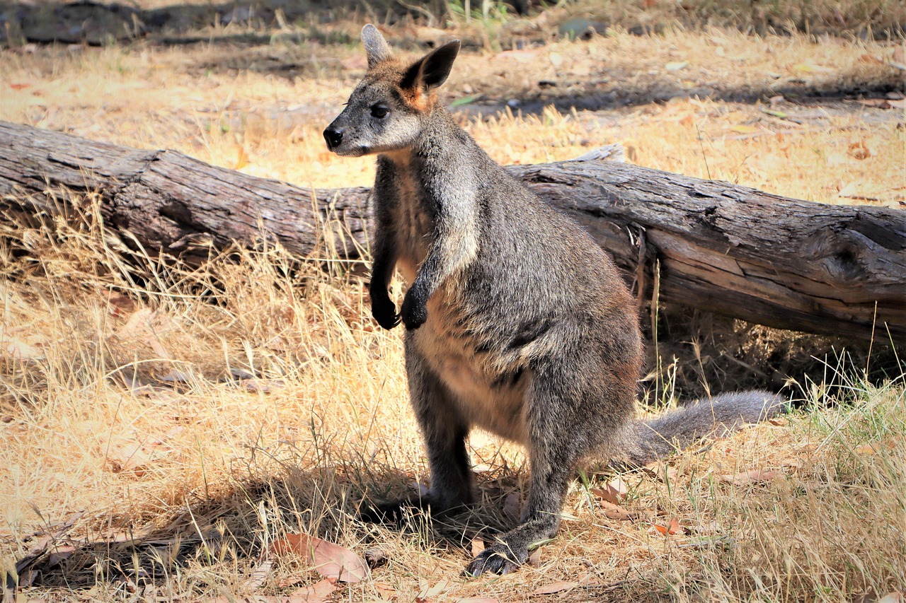 Swamp Wallaby Standing Thick - Free photo on Pixabay - Pixabay
