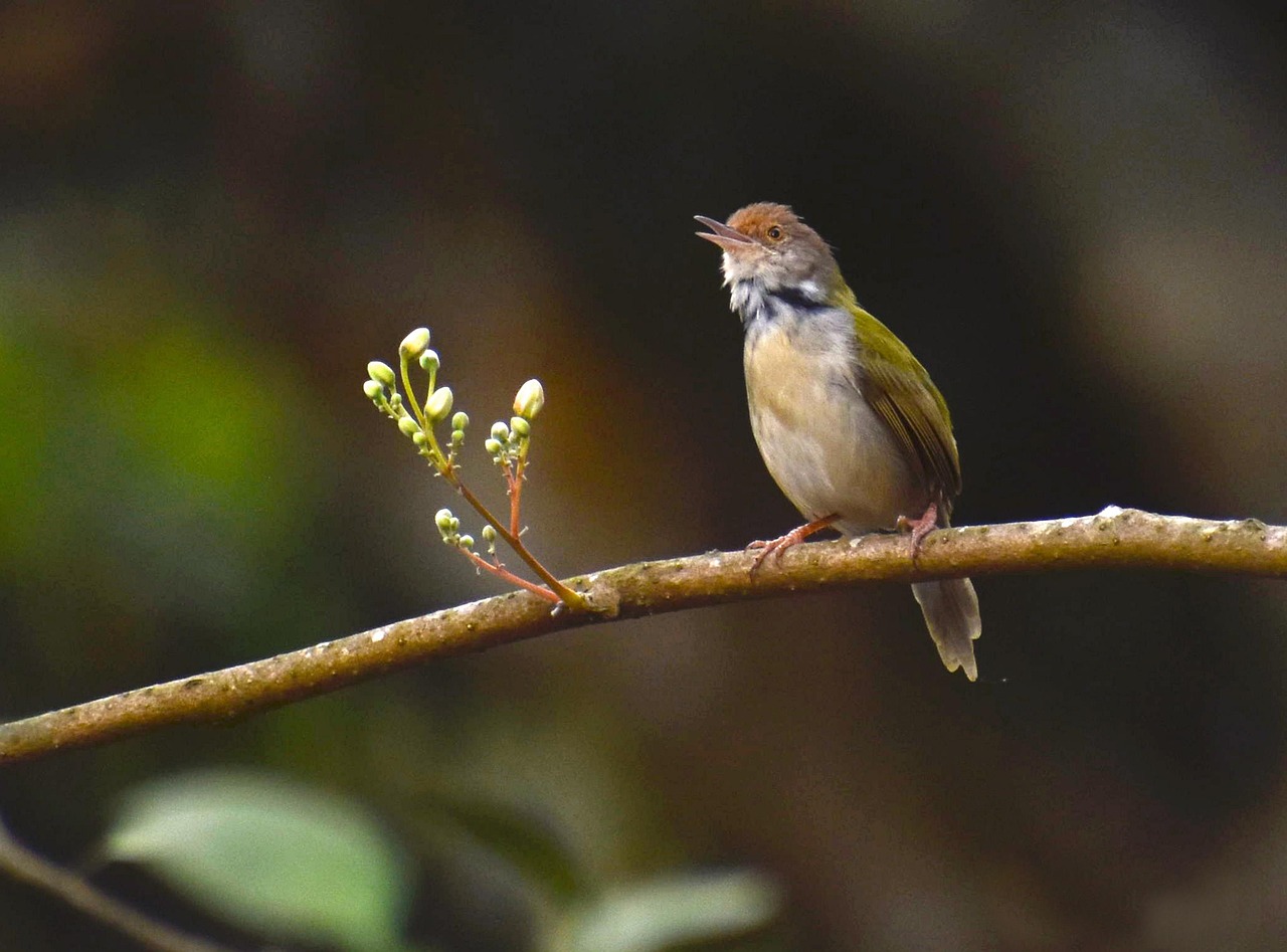 Nature Oiseau Faune Commun Sur - Photo gratuite sur Pixabay - Pixabay
