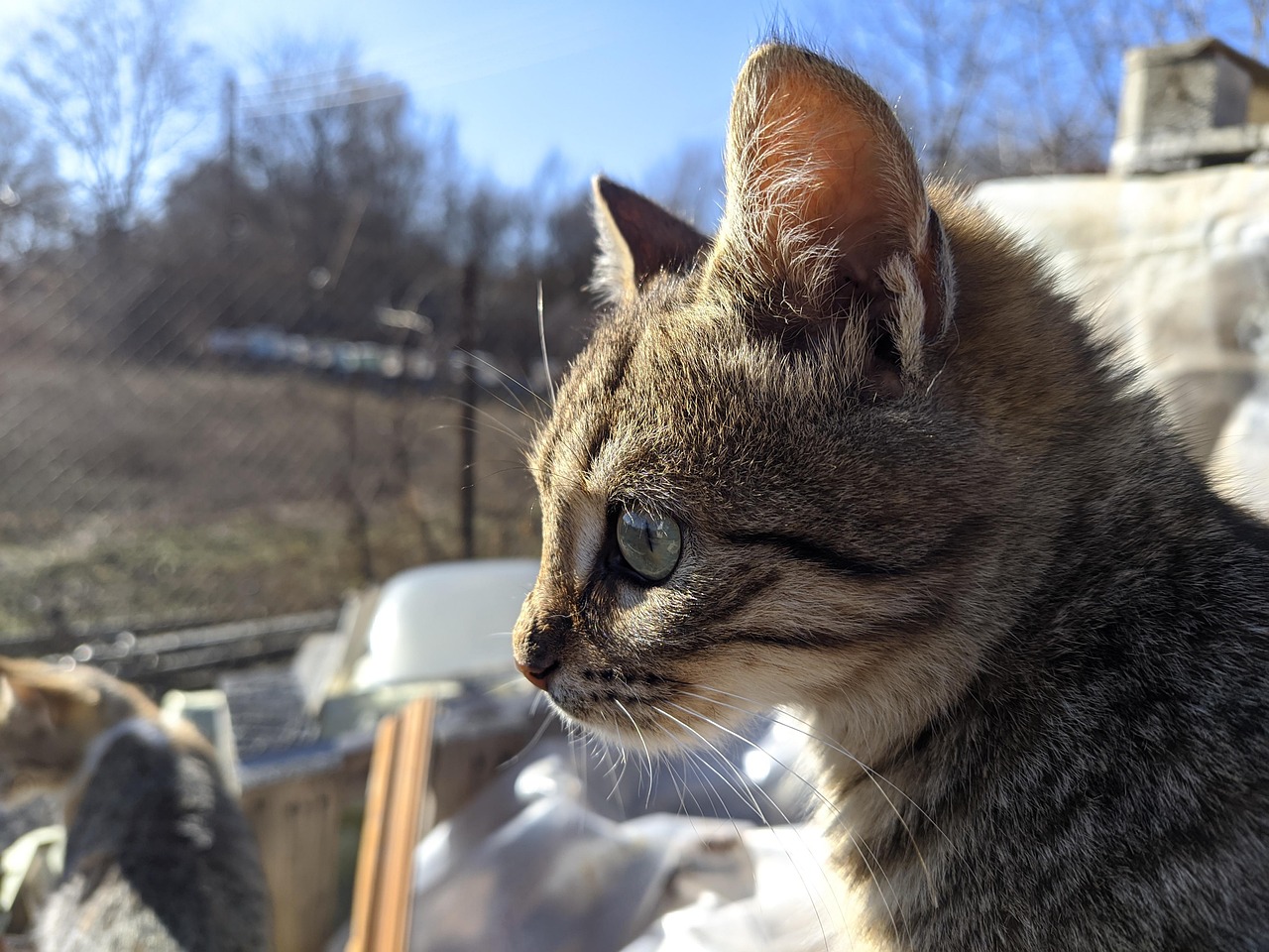 Cat Regard Nature - Photo gratuite sur Pixabay - Pixabay