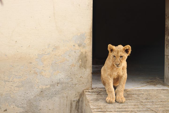 50+ Free Loin & Meat Photos - Pixabay