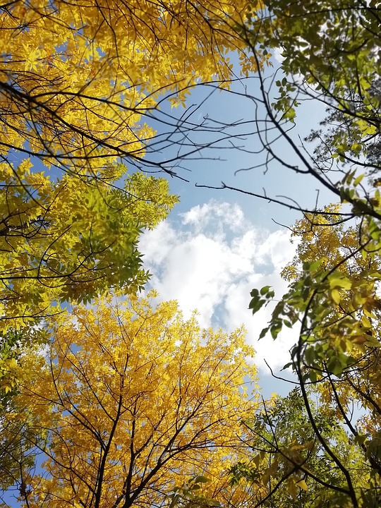 Automne Ciel Sun Des - Photo gratuite sur Pixabay - Pixabay