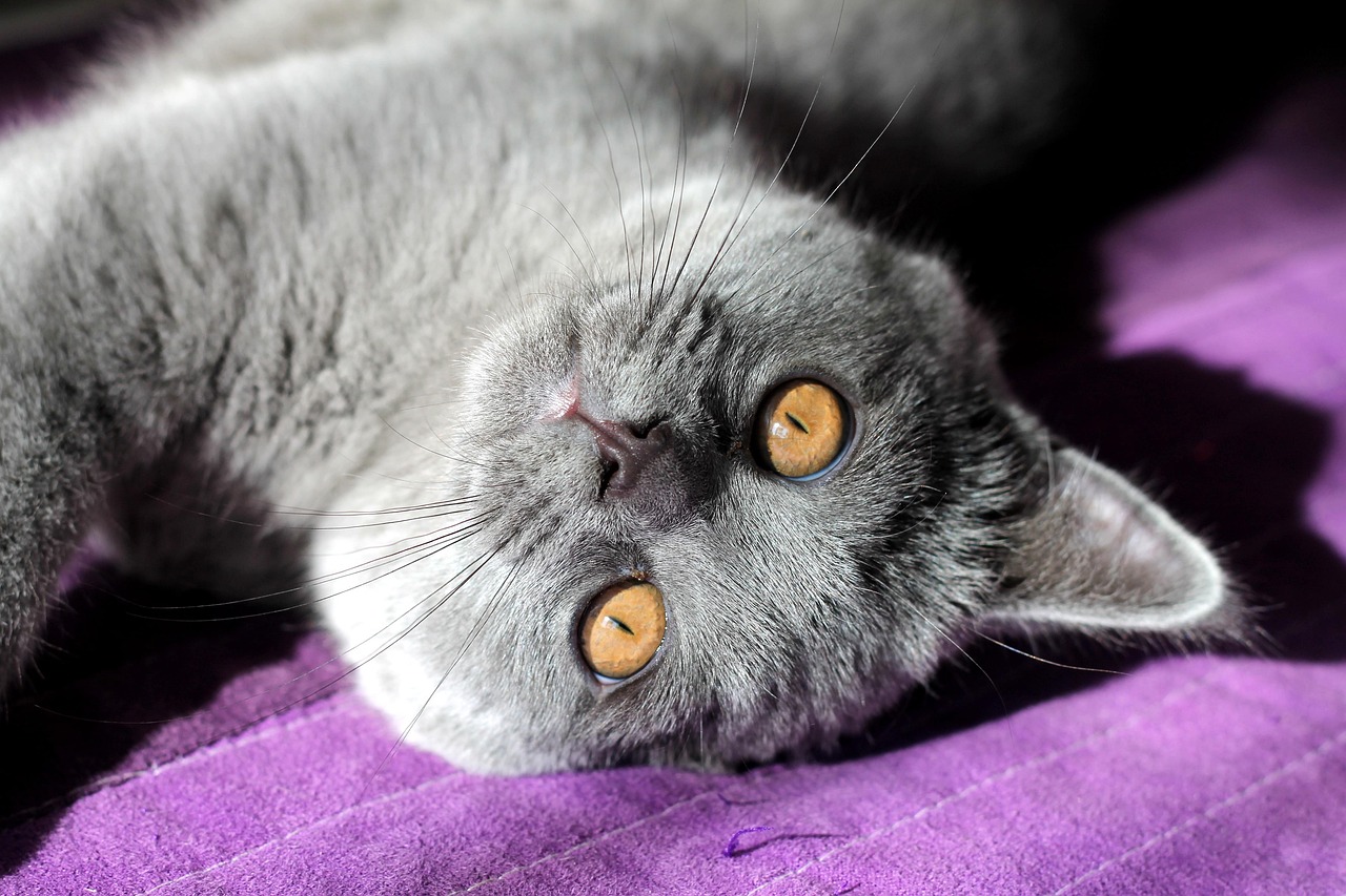Chat Chaton Animaux Domestiques - Photo gratuite sur Pixabay - Pixabay