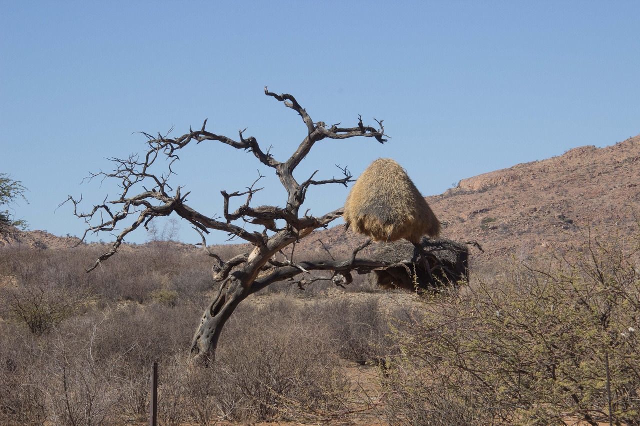 Africa Namibia Weaver Bird - Free photo on Pixabay