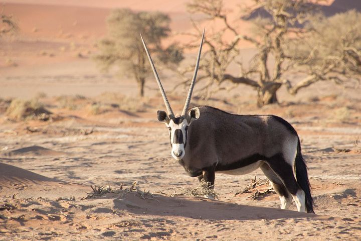 90+ Free Oryx & Antelope Images - Pixabay