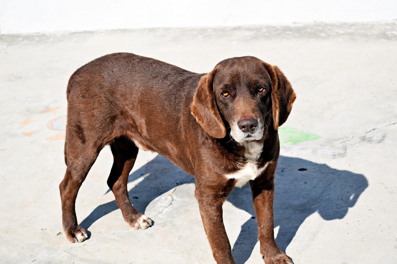 Cachorro Doméstico Filhote De - Foto gratuita no Pixabay - Pixabay