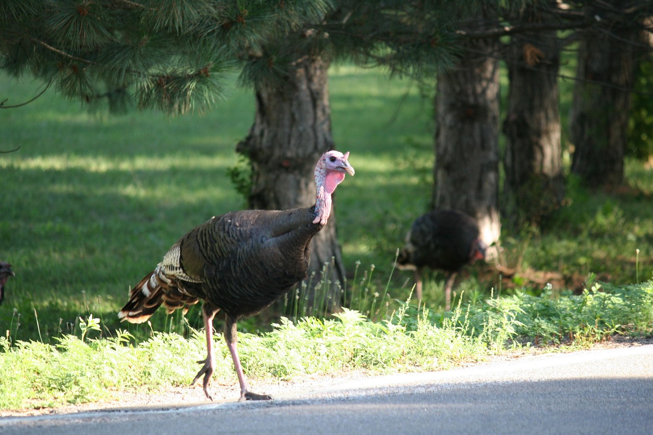 2,000+ Free Thanksgiving Pictures & Images [HD] - Pixabay