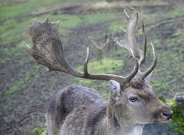 Antler Deer Grey - Free photo on Pixabay