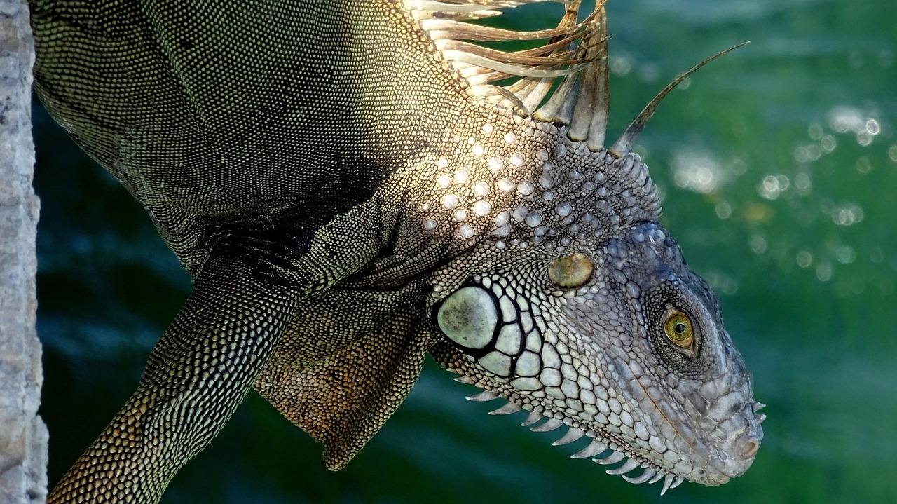 Iguana Water Florida - Free photo on Pixabay - Pixabay